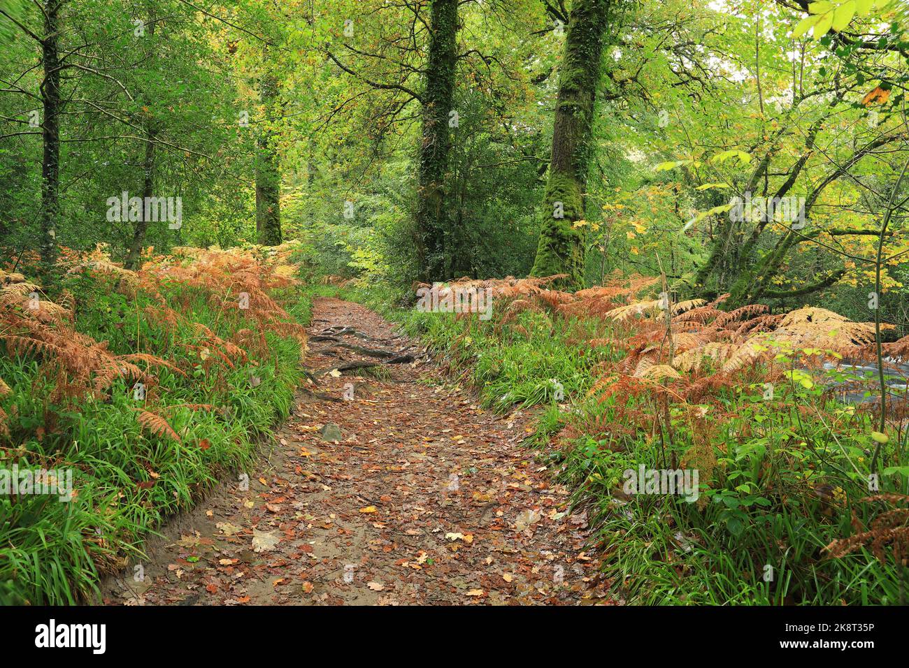 Holne woods woodland path, Dartmoor, Devon, England UK Stock Photo - Alamy