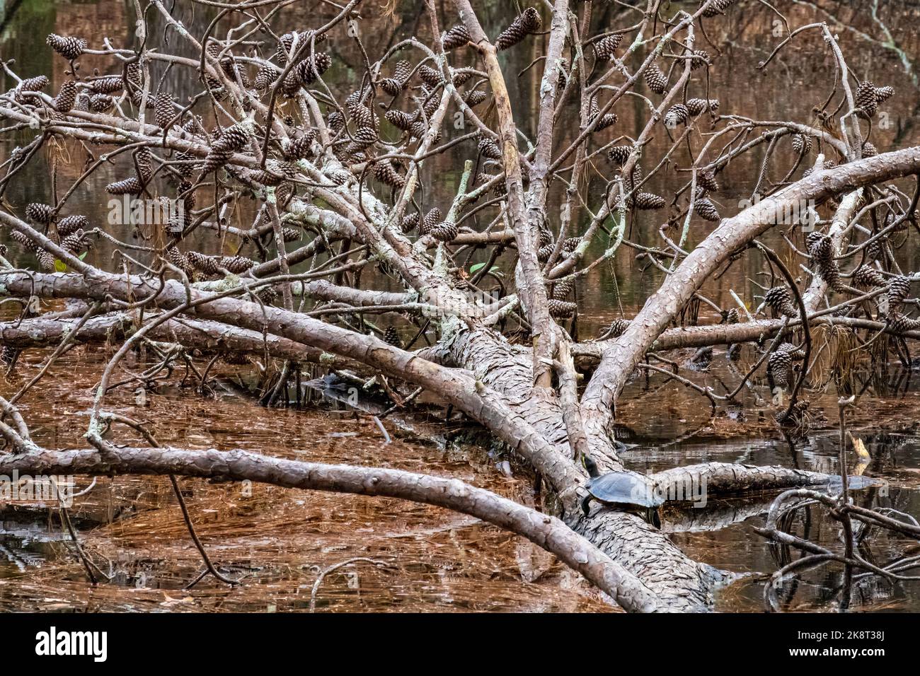 A closeup shot of a leafless tree fallen on the ground with a crawling ...