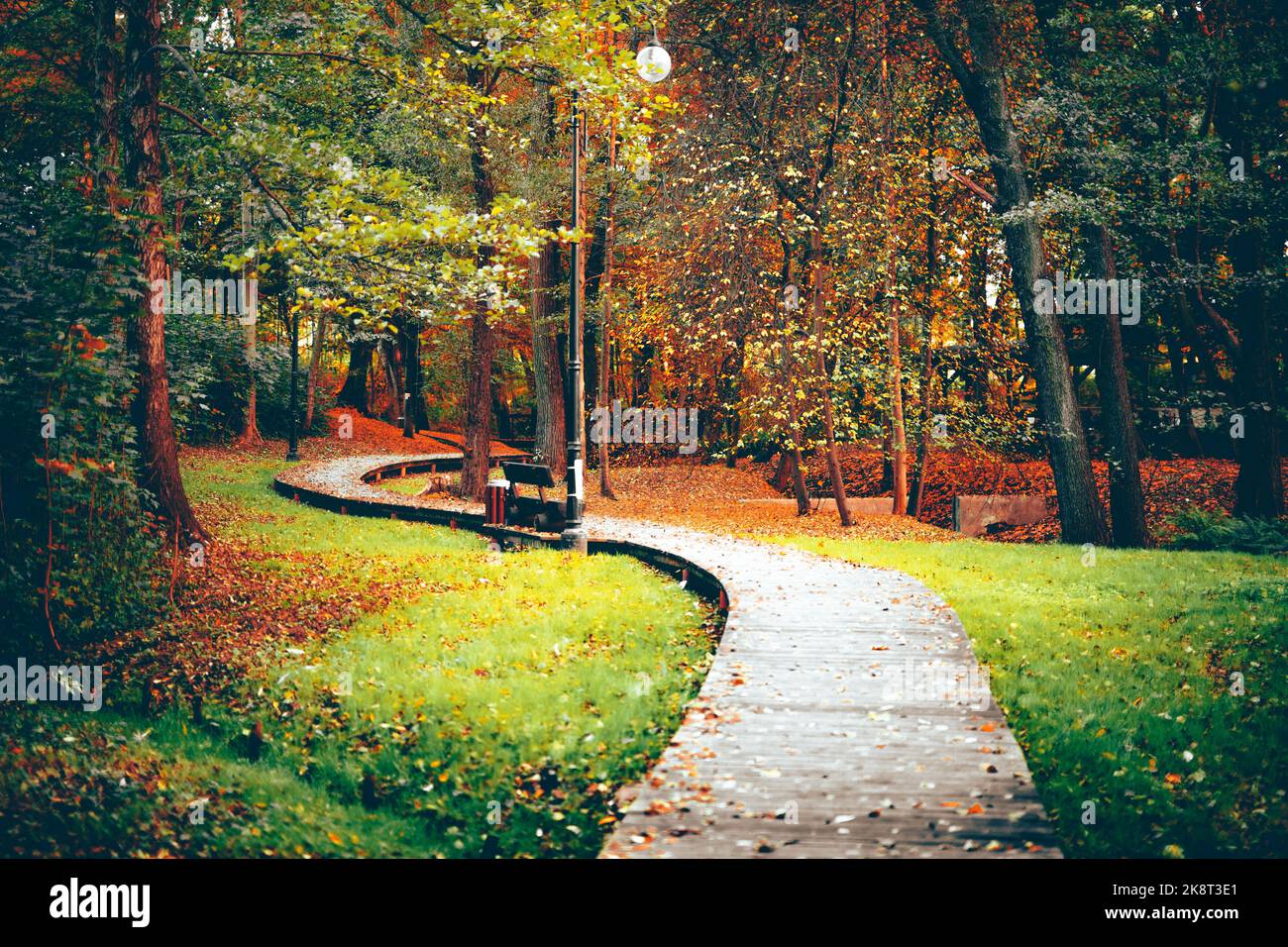 An aerial view of park with wooden path surrounded by dense autumn ...