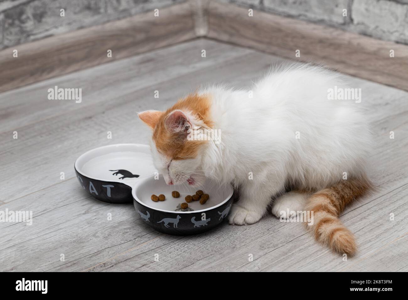 little kitten eats food from a bowl. kitten eating dry food. High ...