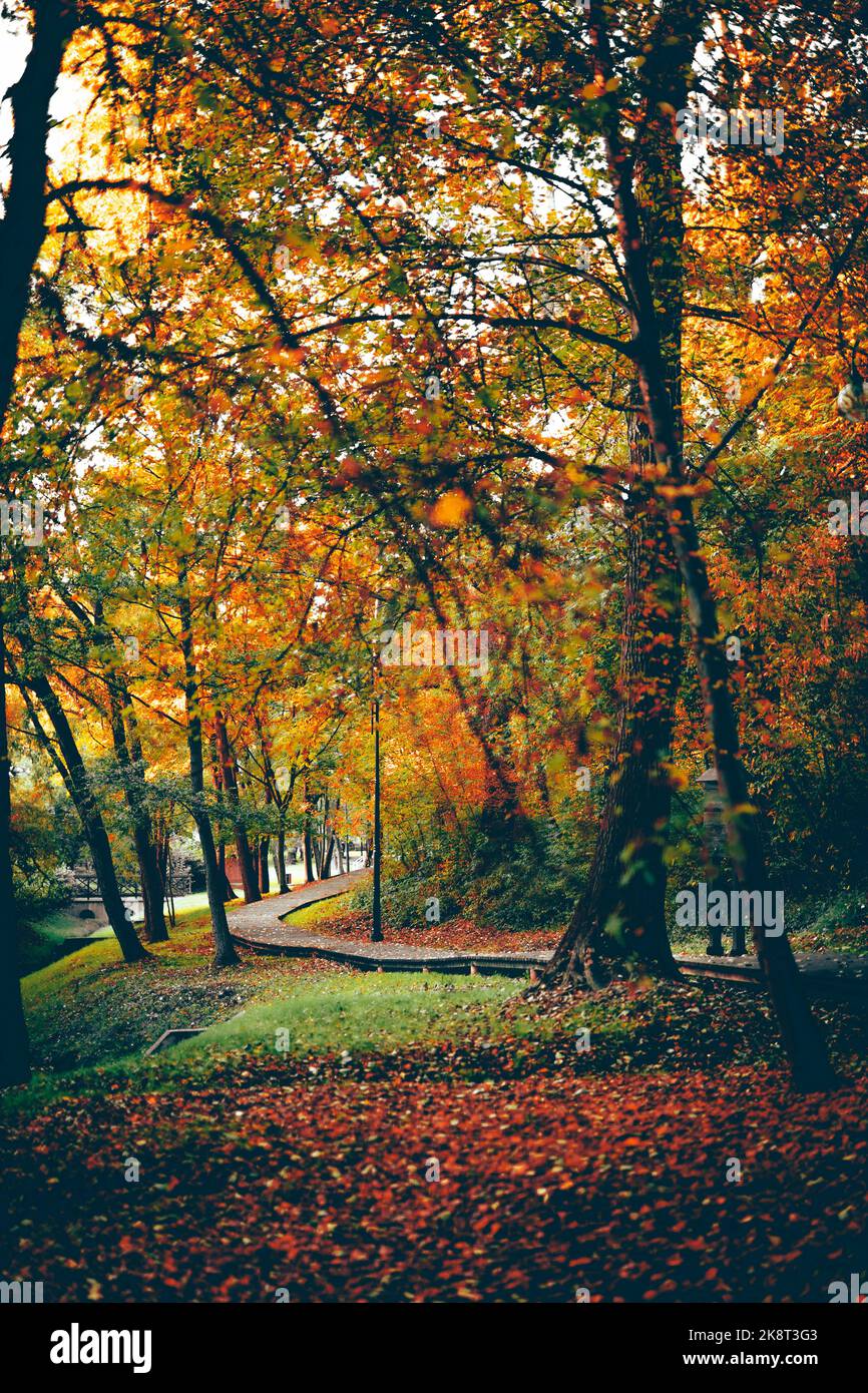 An aerial view of park with wooden path surrounded by dense autumn ...