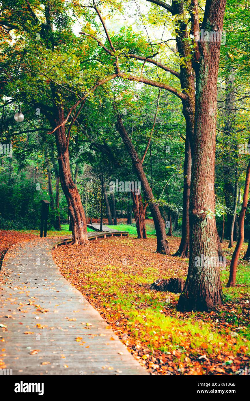 An aerial view of park with wooden path surrounded by dense autumn ...