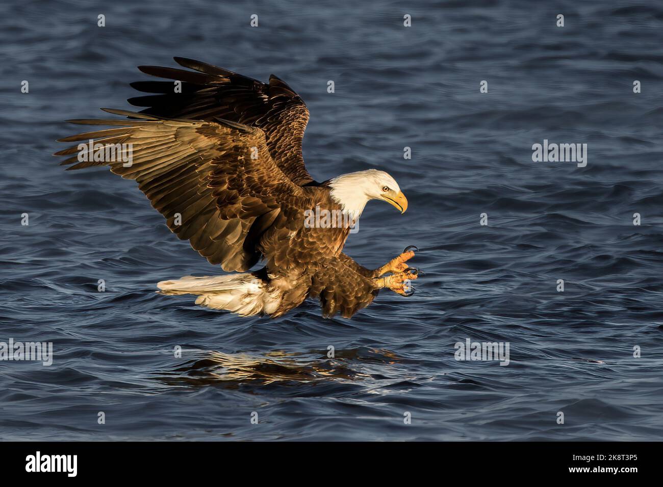 Bald eagle ready for flight hi-res stock photography and images - Alamy