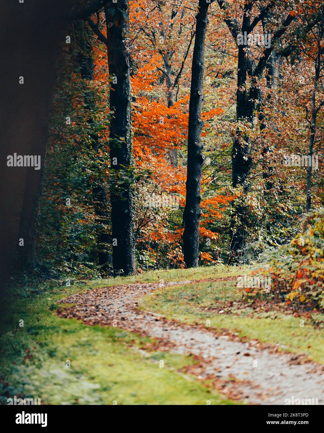An aerial view of park with path surrounded by dense autumn trees Stock ...
