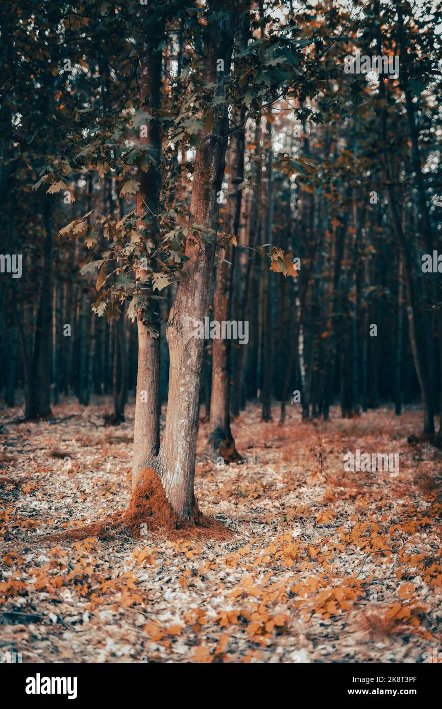 An aerial view of park with path surrounded by dense autumn trees Stock ...