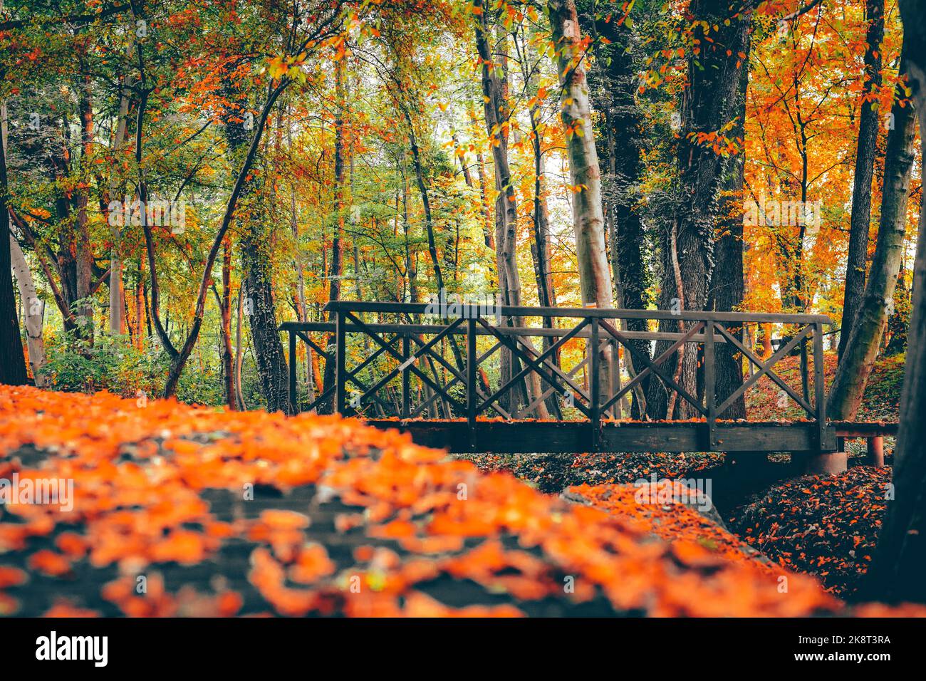 An aerial view of park with wooden bridge surrounded by dense autumn ...