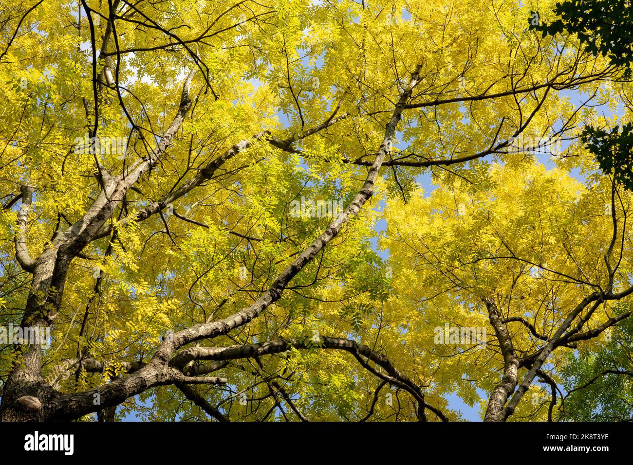 golden yellow autumn tree background looking up view Stock Photo - Alamy