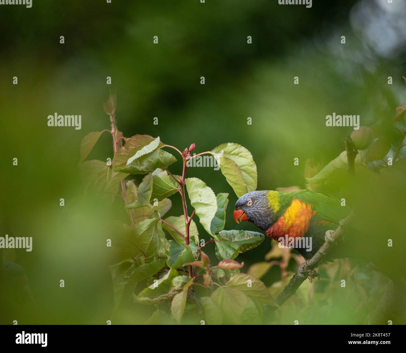 A close-up shot of a rainbow lorikeet sitting on a tree branch Stock ...