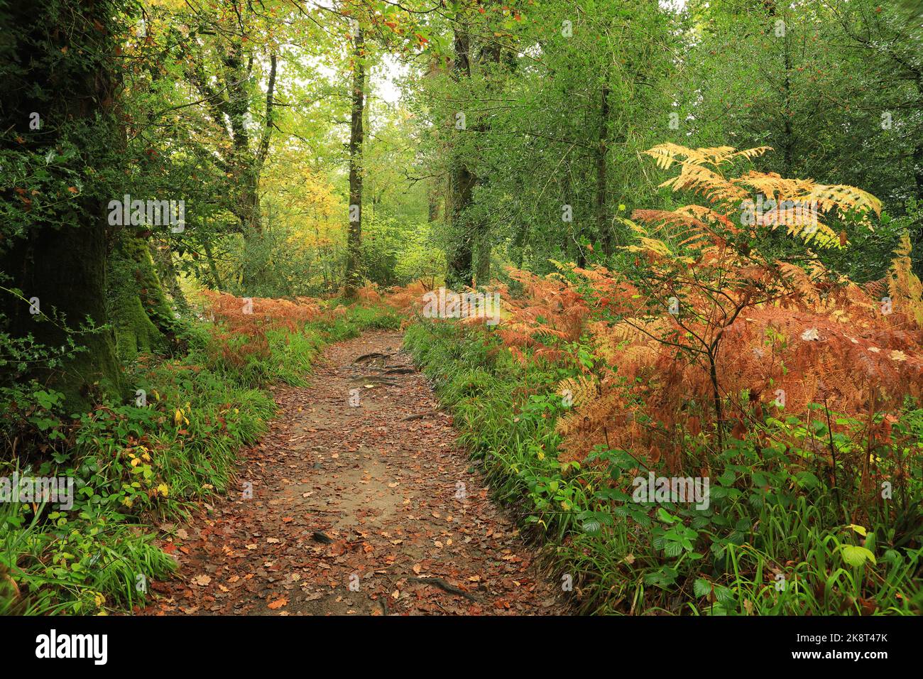 Holne woods woodland path, Dartmoor, Devon, England UK Stock Photo - Alamy