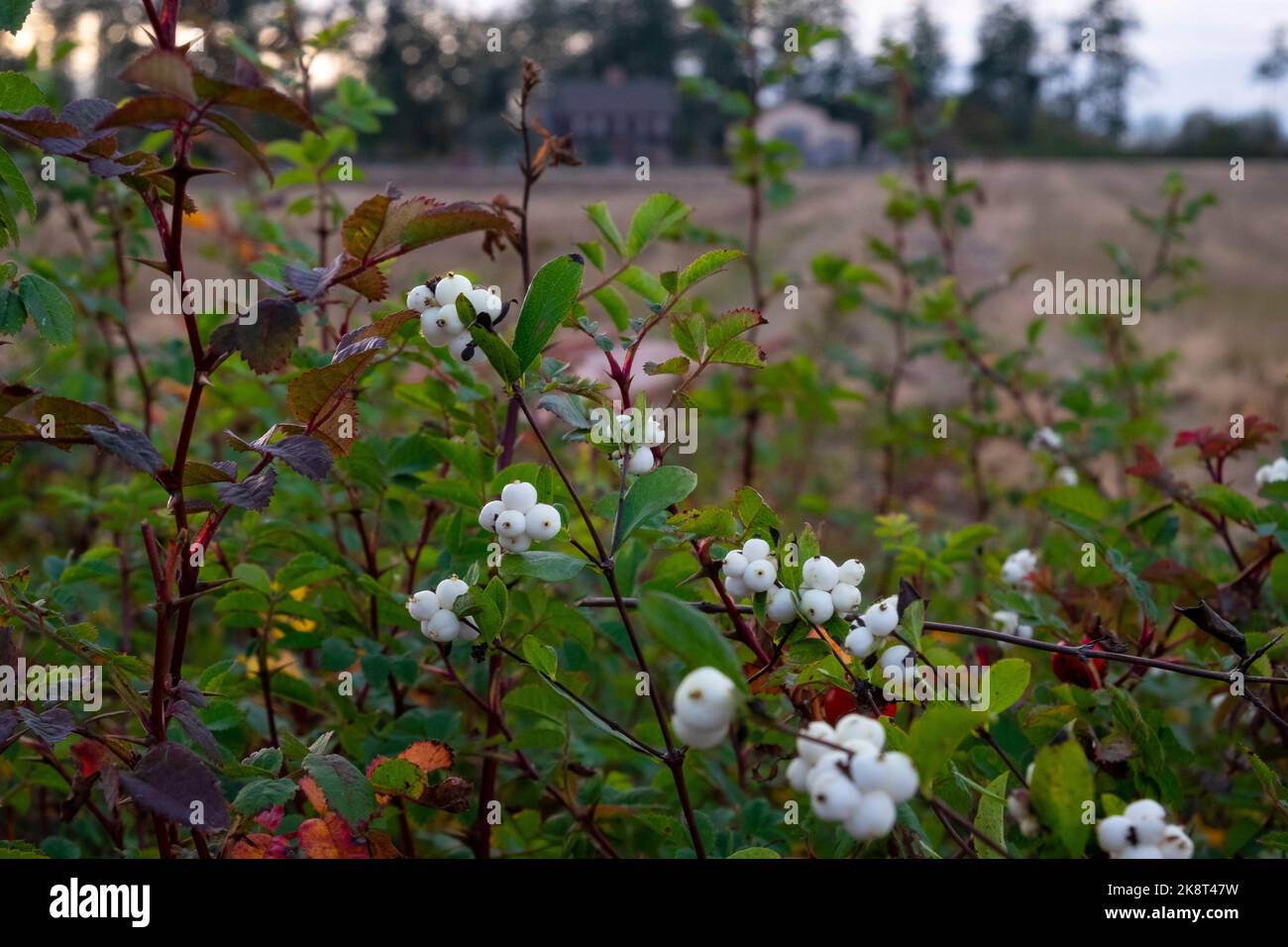 Scenery along Ebey's Trail, Admiralty Inlet Preserve, Whidbey Island ...