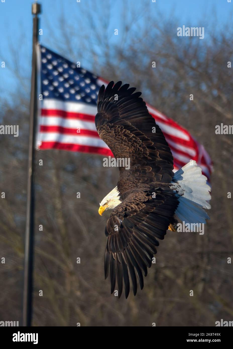 An eagle flying on the air with an American flag background Stock Photo ...
