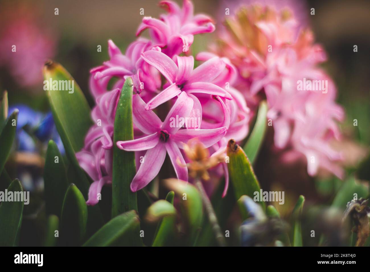Pink flowers of Hyacinthus orientalis growing in the garden Stock Photo ...