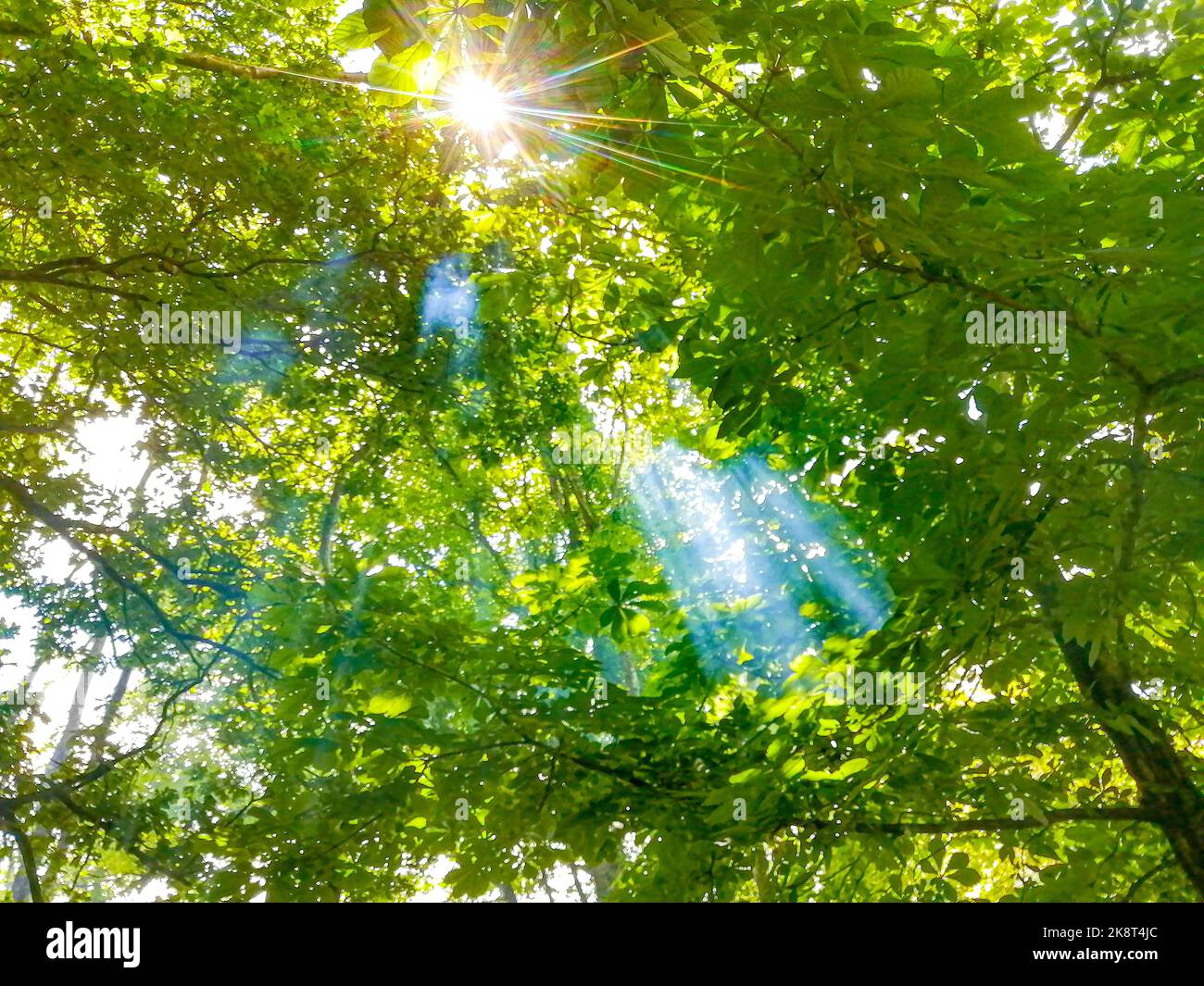 Sun shining through the tops of trees hi-res stock photography and ...