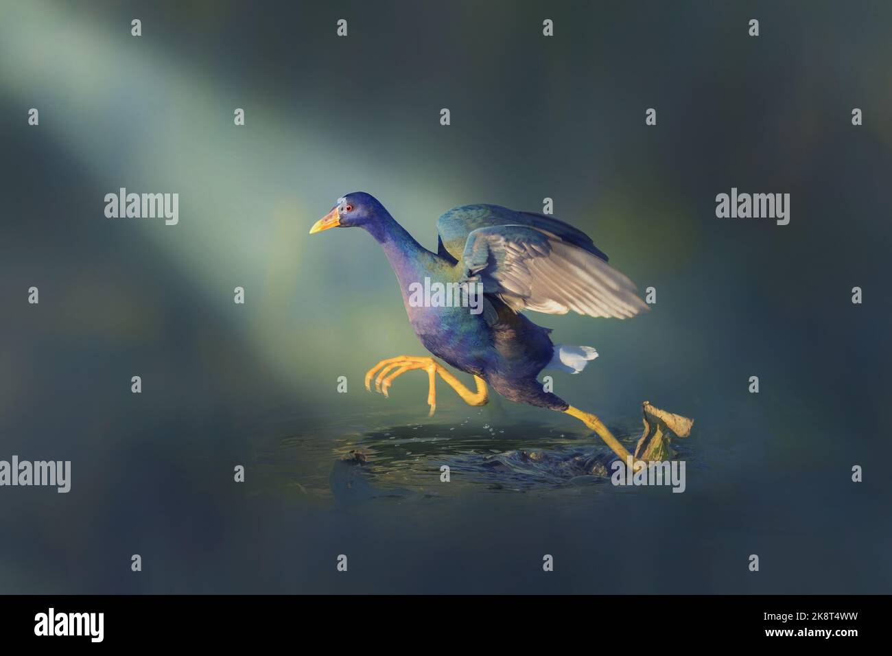 A blue sultanka bird running in the water Stock Photo - Alamy