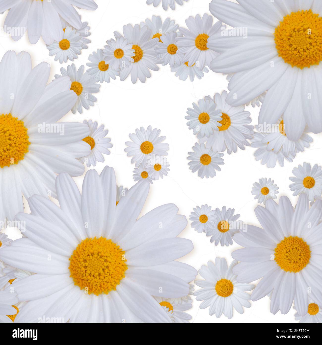 Fresh background flower pattern of daisies. From the top view Stock ...