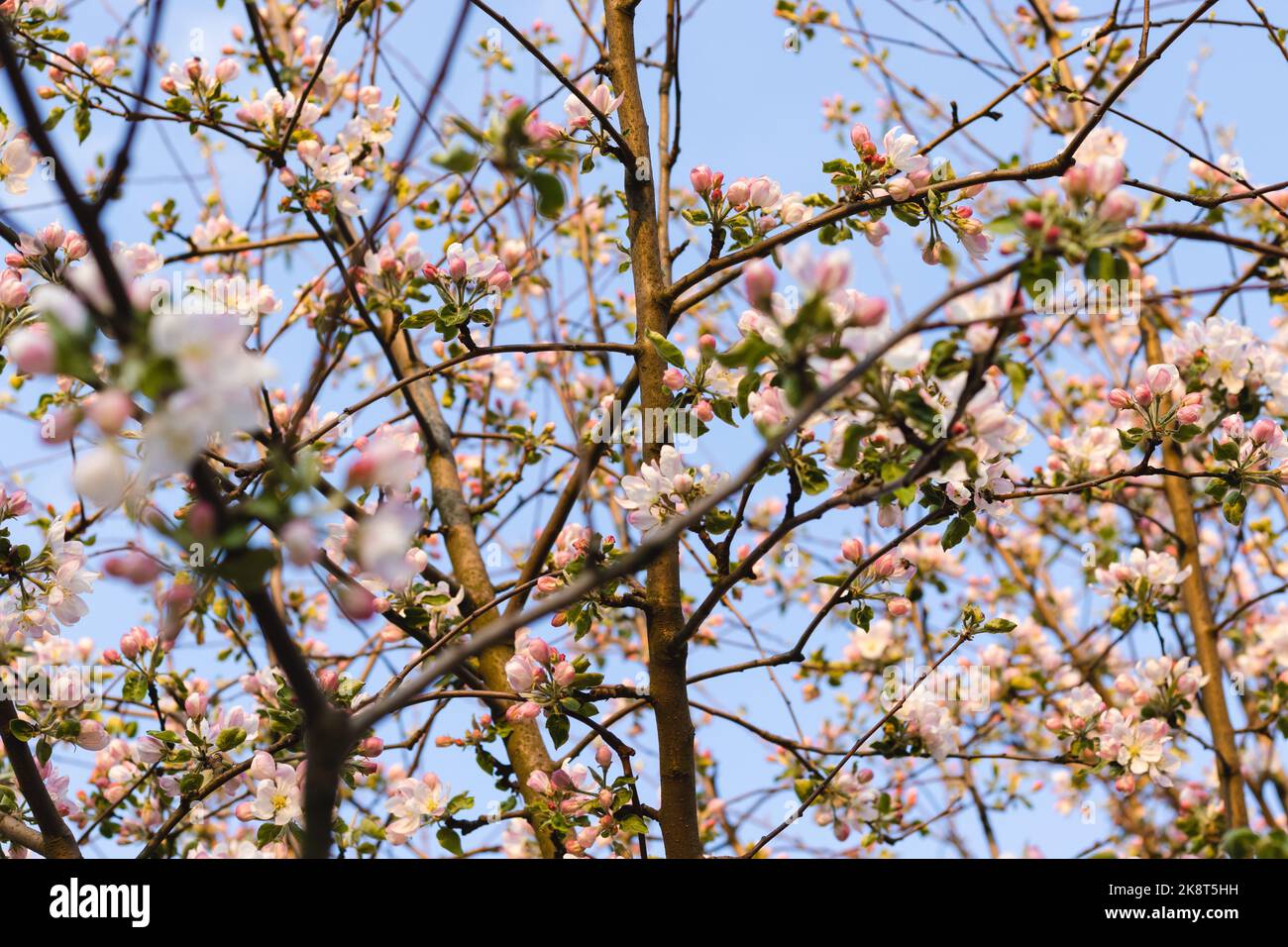 Idyllic spring orchard landscape blossoming hi-res stock photography ...