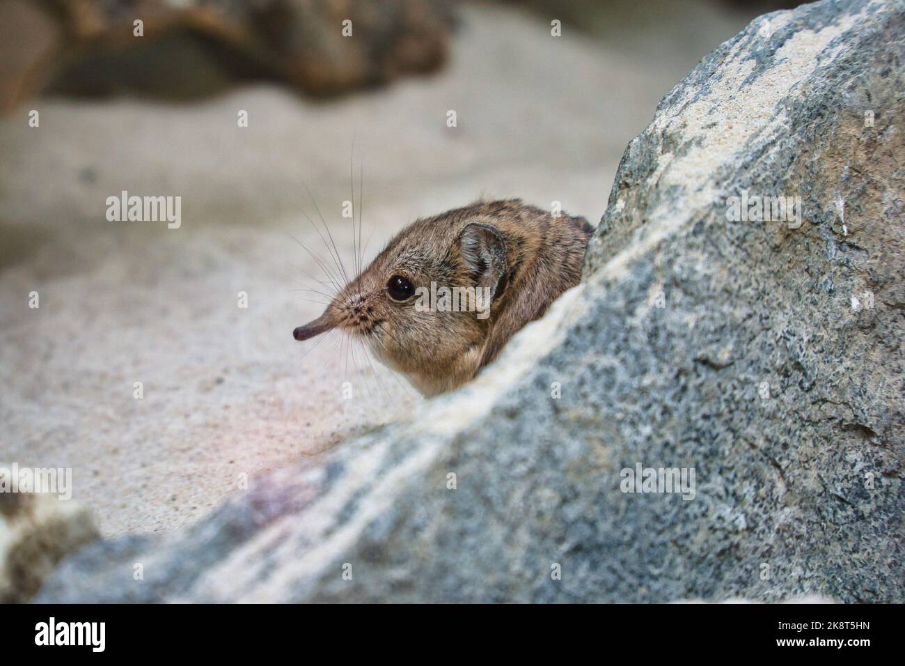 Closeup shot small elephant hi-res stock photography and images - Alamy