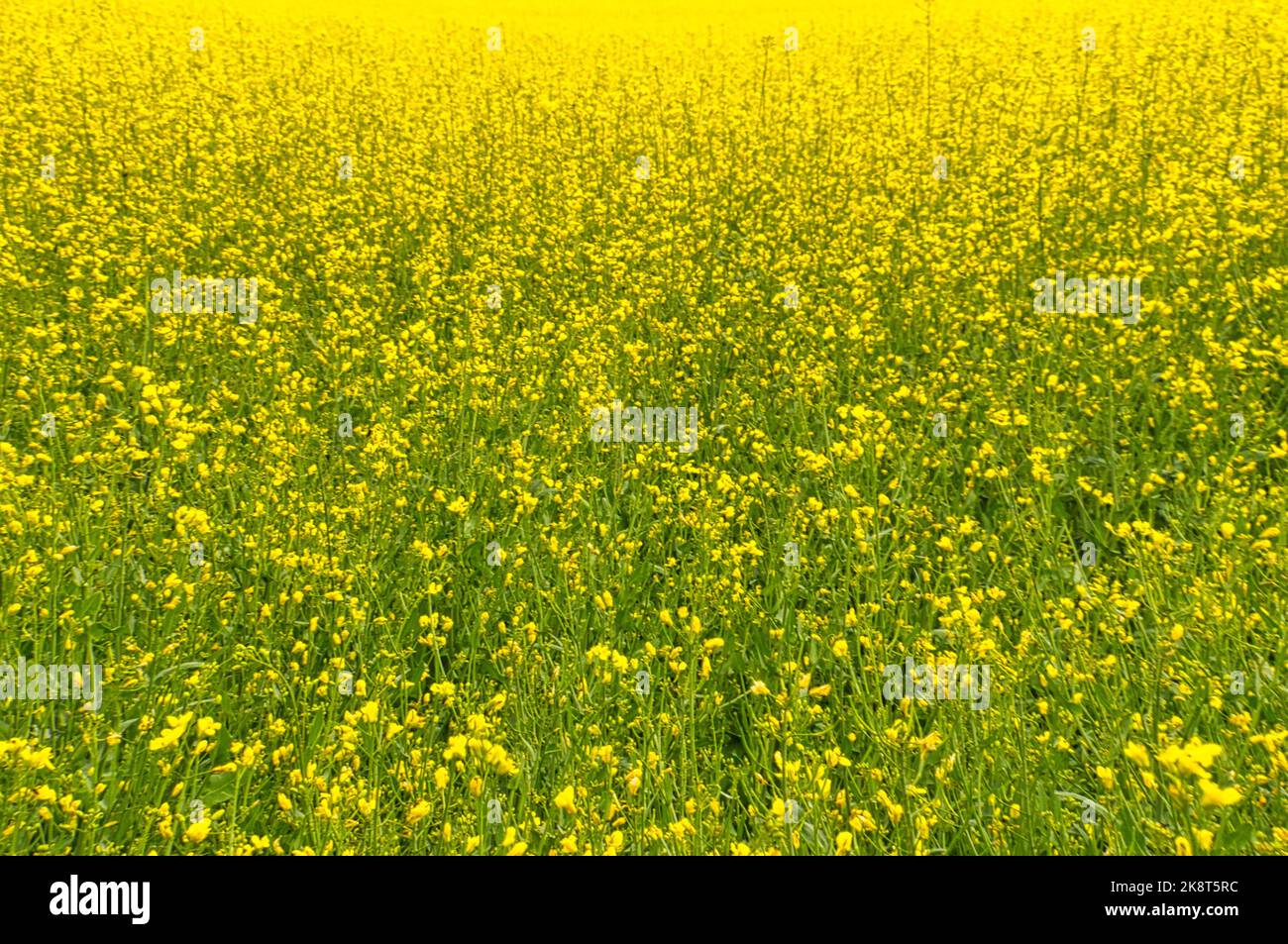 A field with wild yellow flowers Stock Photo - Alamy