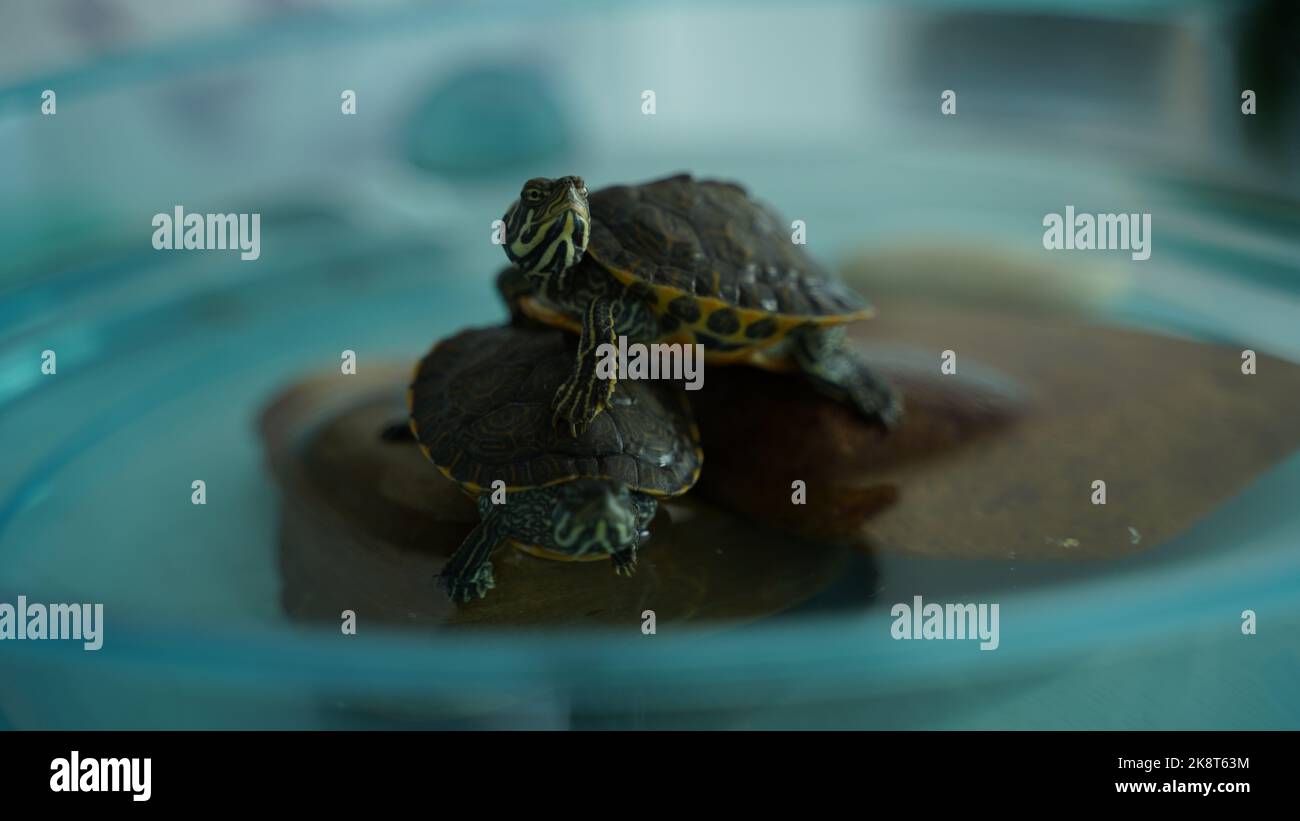 A shallow focus shot of two pond sliders in an aquarium Stock Photo - Alamy
