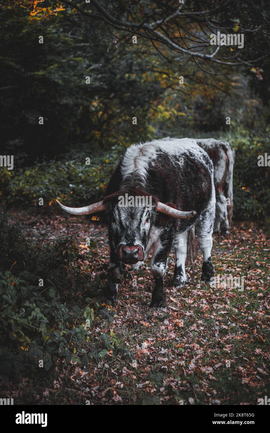 A vertical closeup shot of a Texas Longhorn in the forest staring at ...