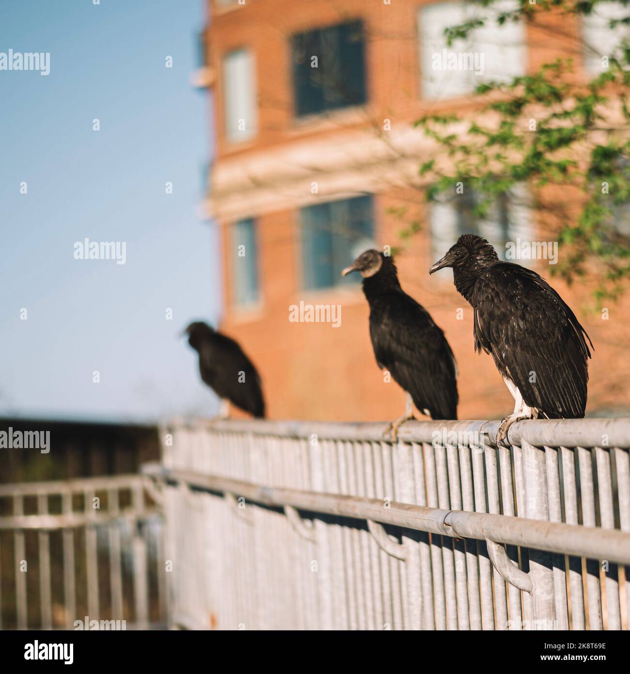 A selective focus shot of black vultures perched on a metal fence Stock ...