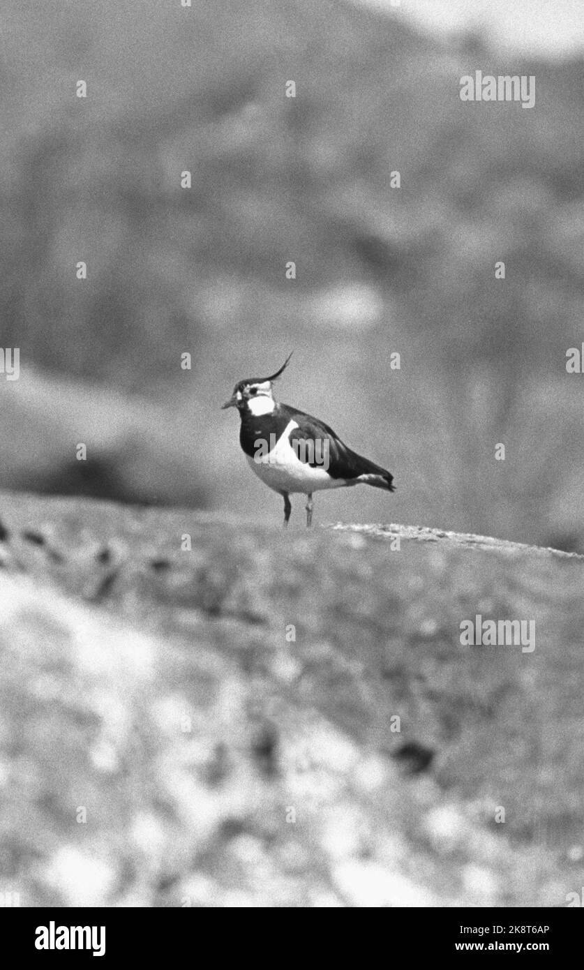 Tend the Black and White Stock Photos & Images - Alamy