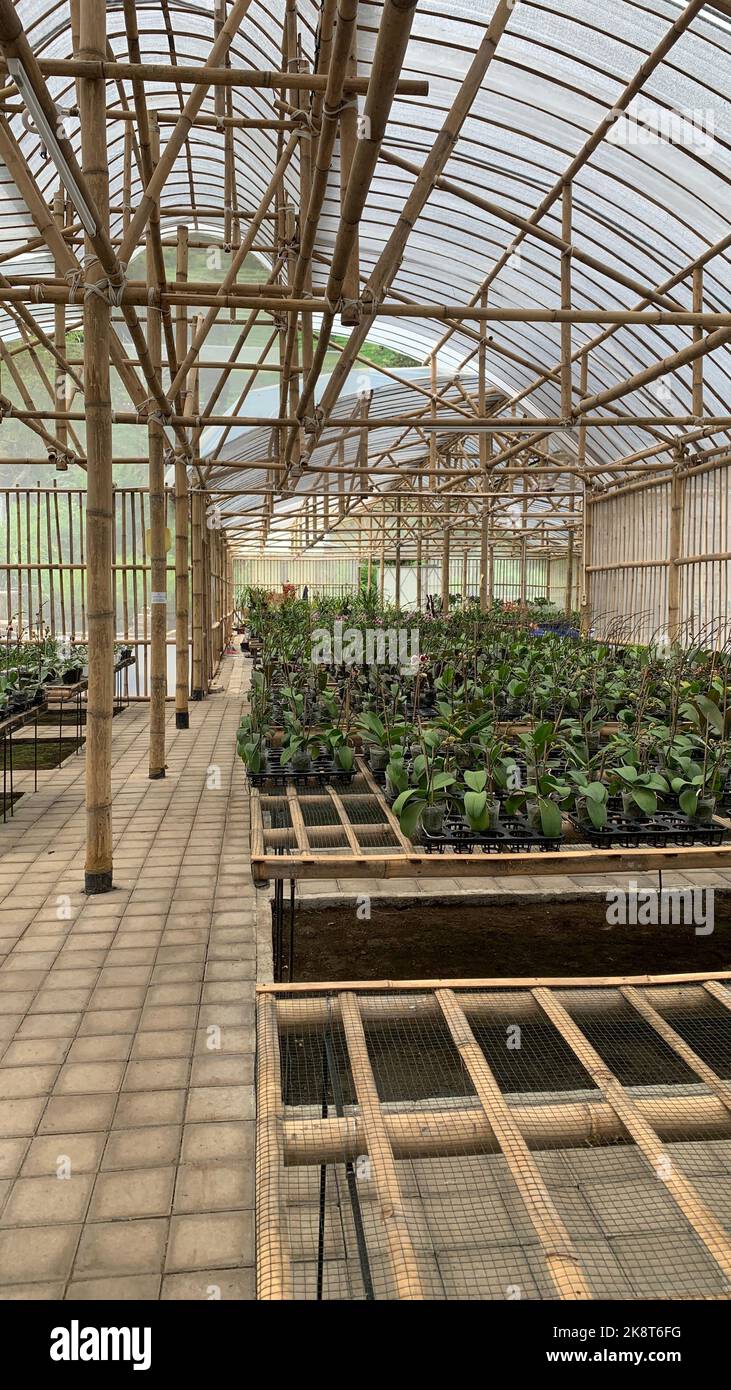 A vertical shot of a greenhouse with plants and a bamboo wooden ...