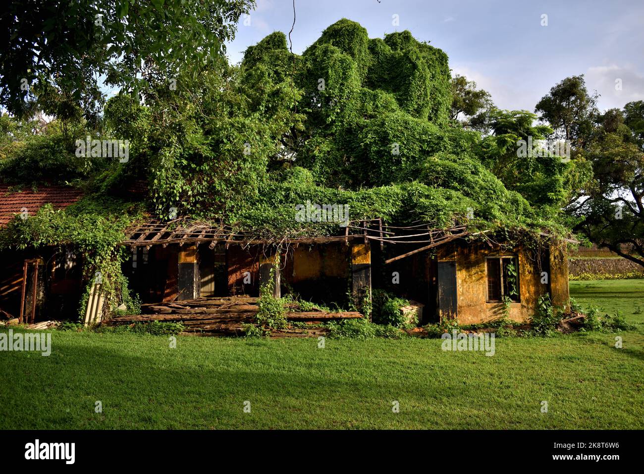 An aerial view of old building covered by growing green tree branches ...