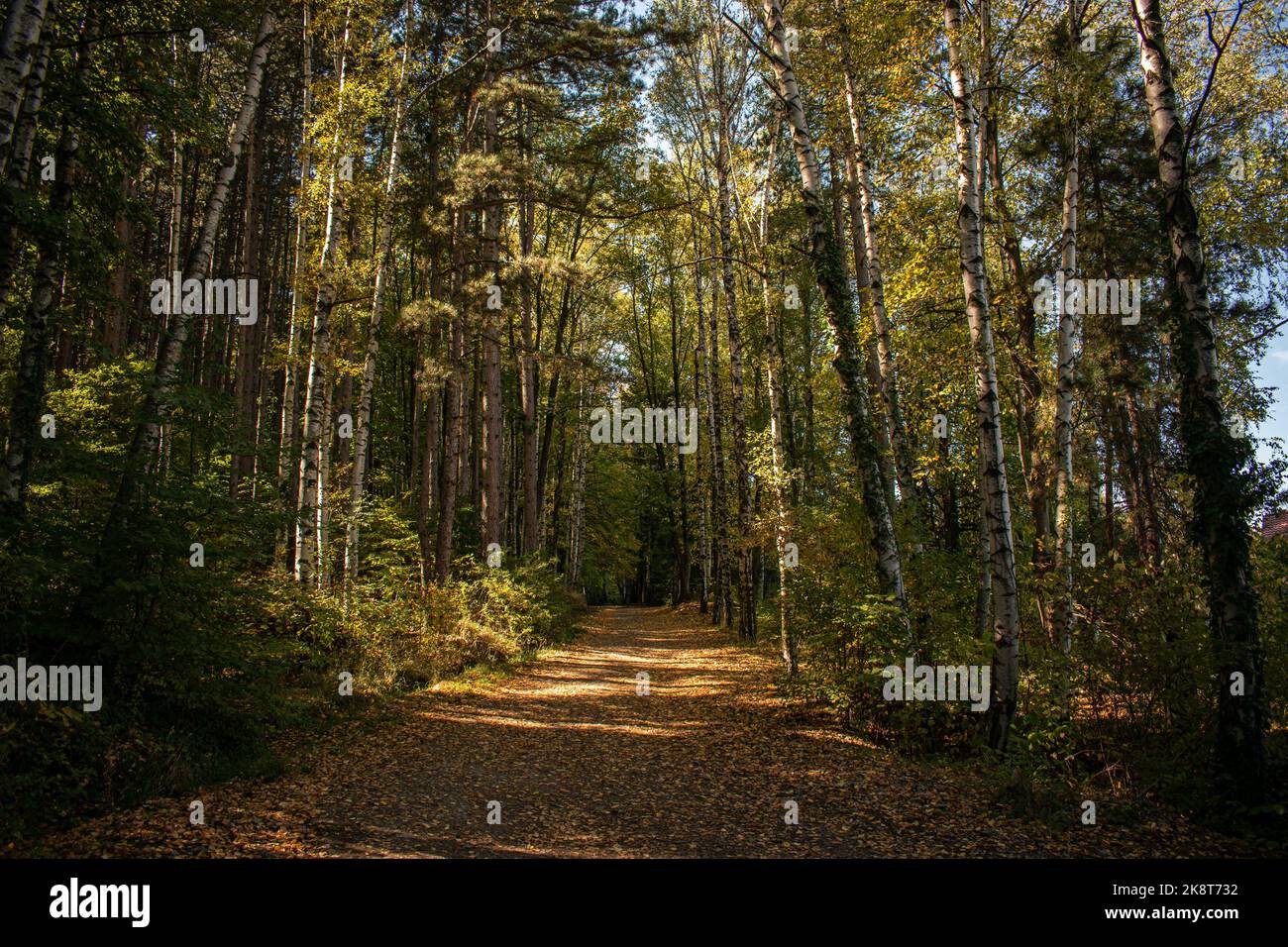 A beautiful pathway in the forest with dense high trees in autumn Stock ...