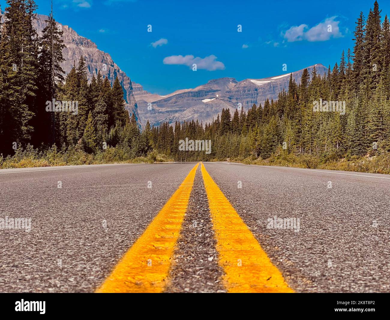 A low-angle of road trees on both sides, snowy mountains and clear sky ...