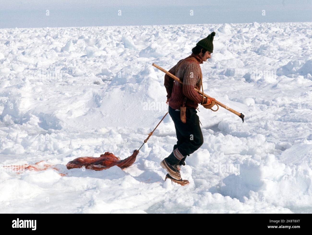 19770316 Sealing on the ice outside Newfoundland. Catcher with dead ...