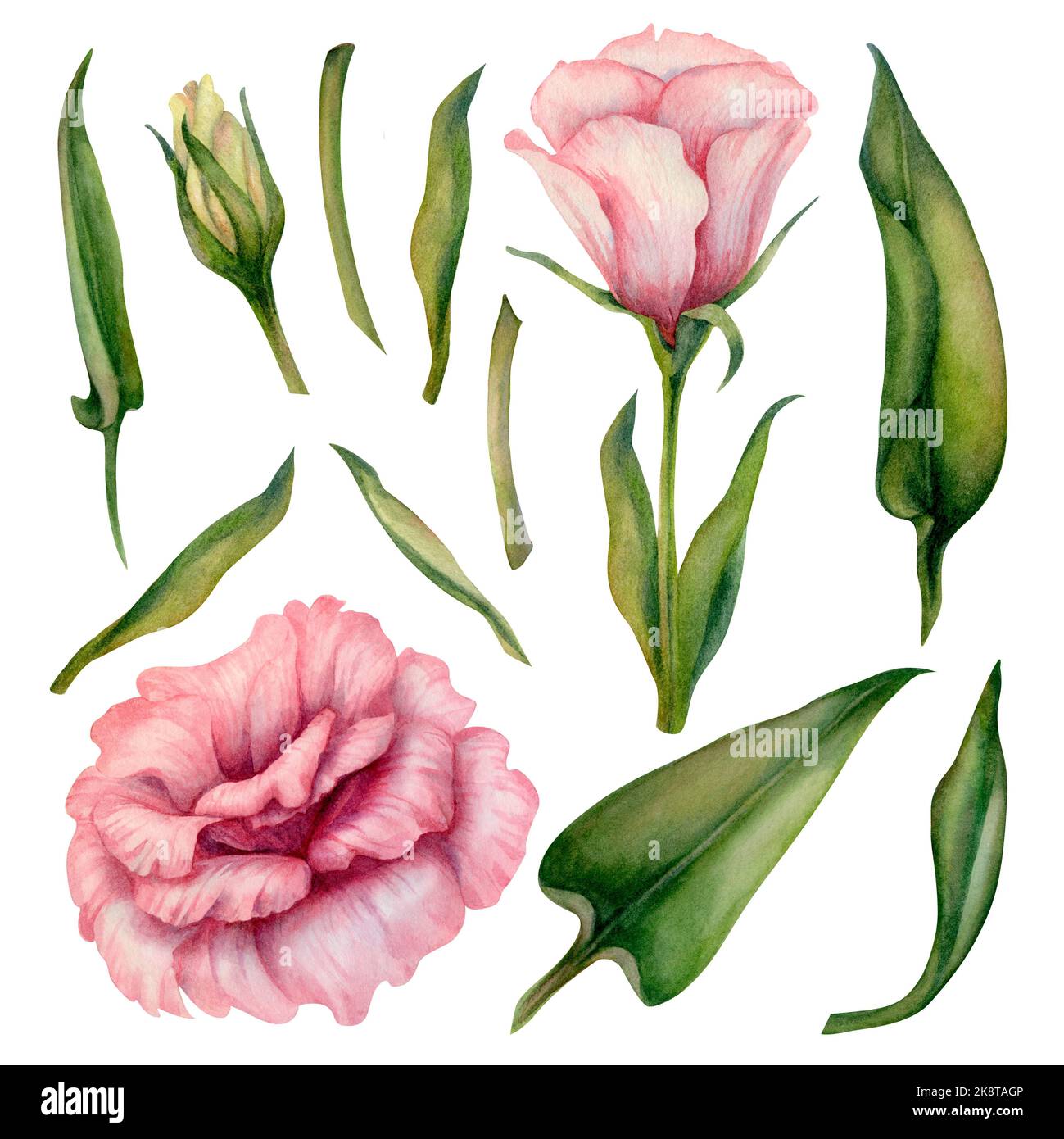 Watercolor pink eustoma flowers, buds and leaves. Hand drawn ...