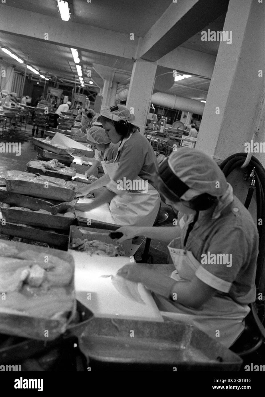 Hammerfest 19730202. Fillet production at the Findus factory in ...