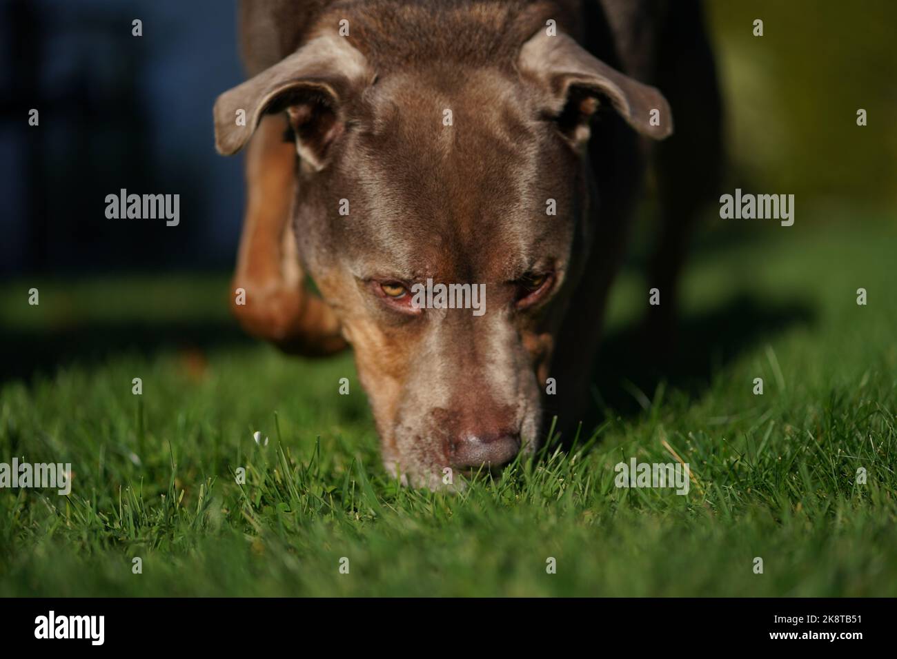 A closeup shot of a brown American Pit Bull Terrier sniffing the grass ...