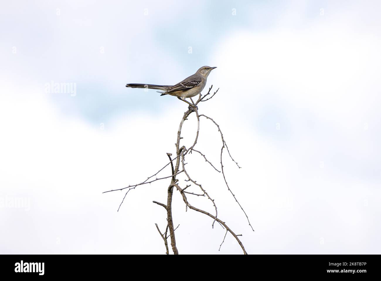 Northern mockingbird on branch hi-res stock photography and images - Alamy