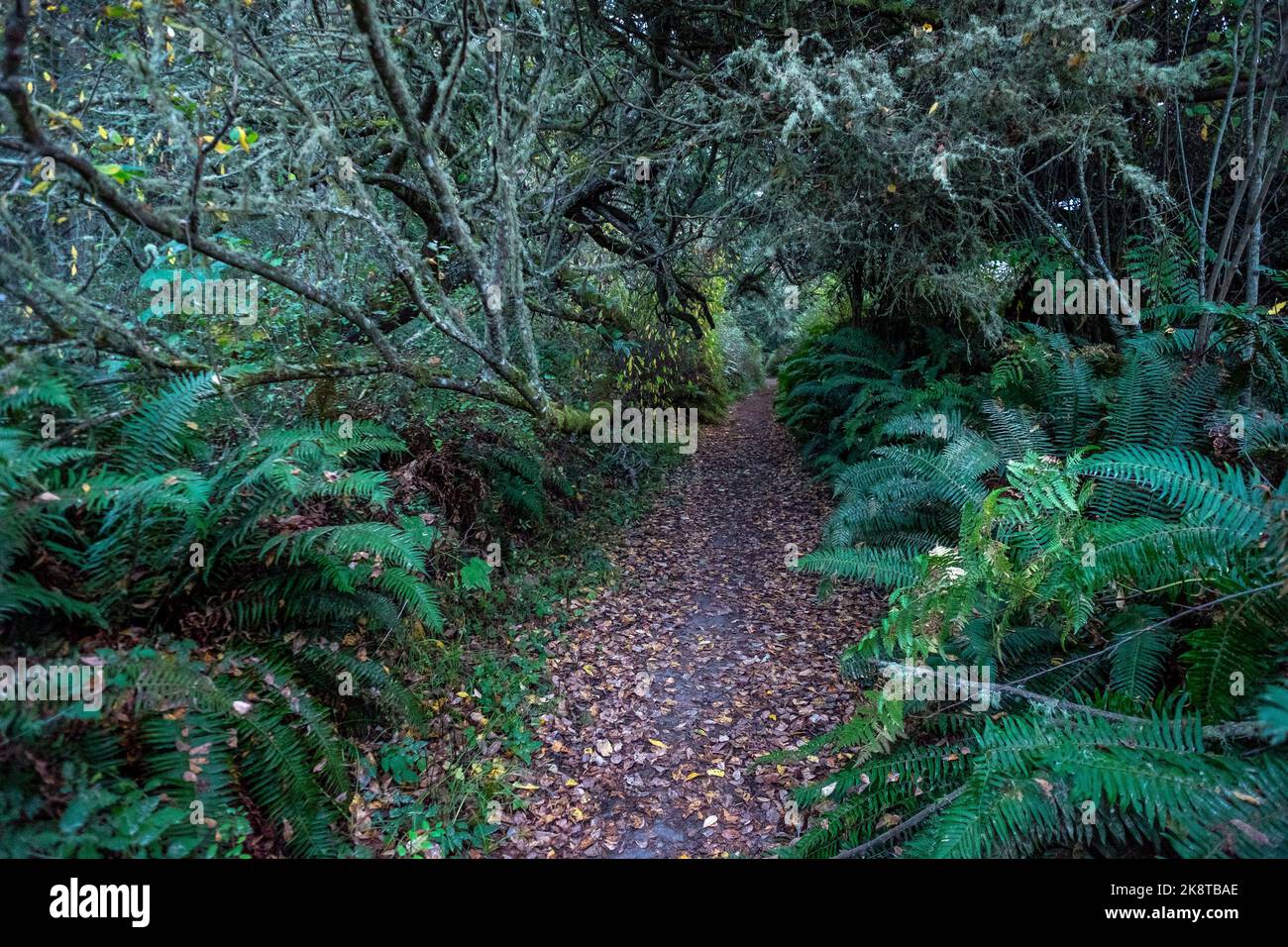 Scenery along Ebey's Trail, Admiralty Inlet Preserve, Whidbey Island ...
