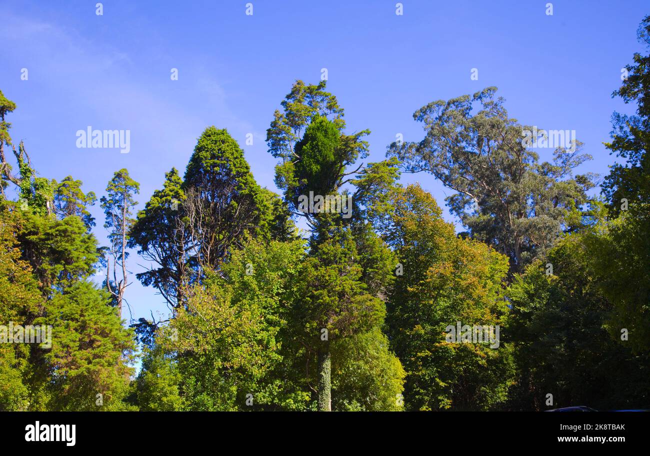 Portugal, Bucaco National Forest, trees Stock Photo - Alamy