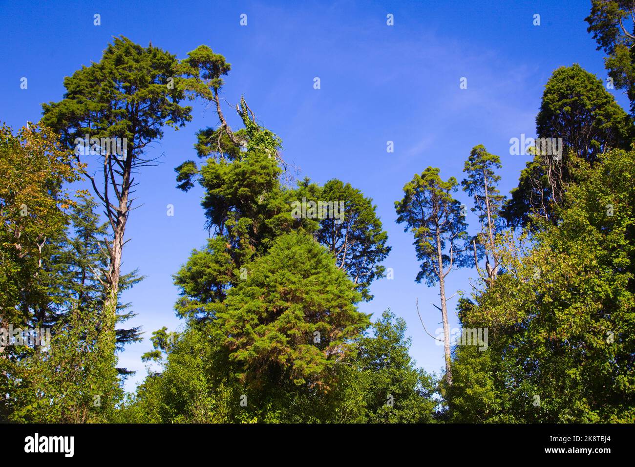 Portugal, Bucaco National Forest, trees Stock Photo - Alamy