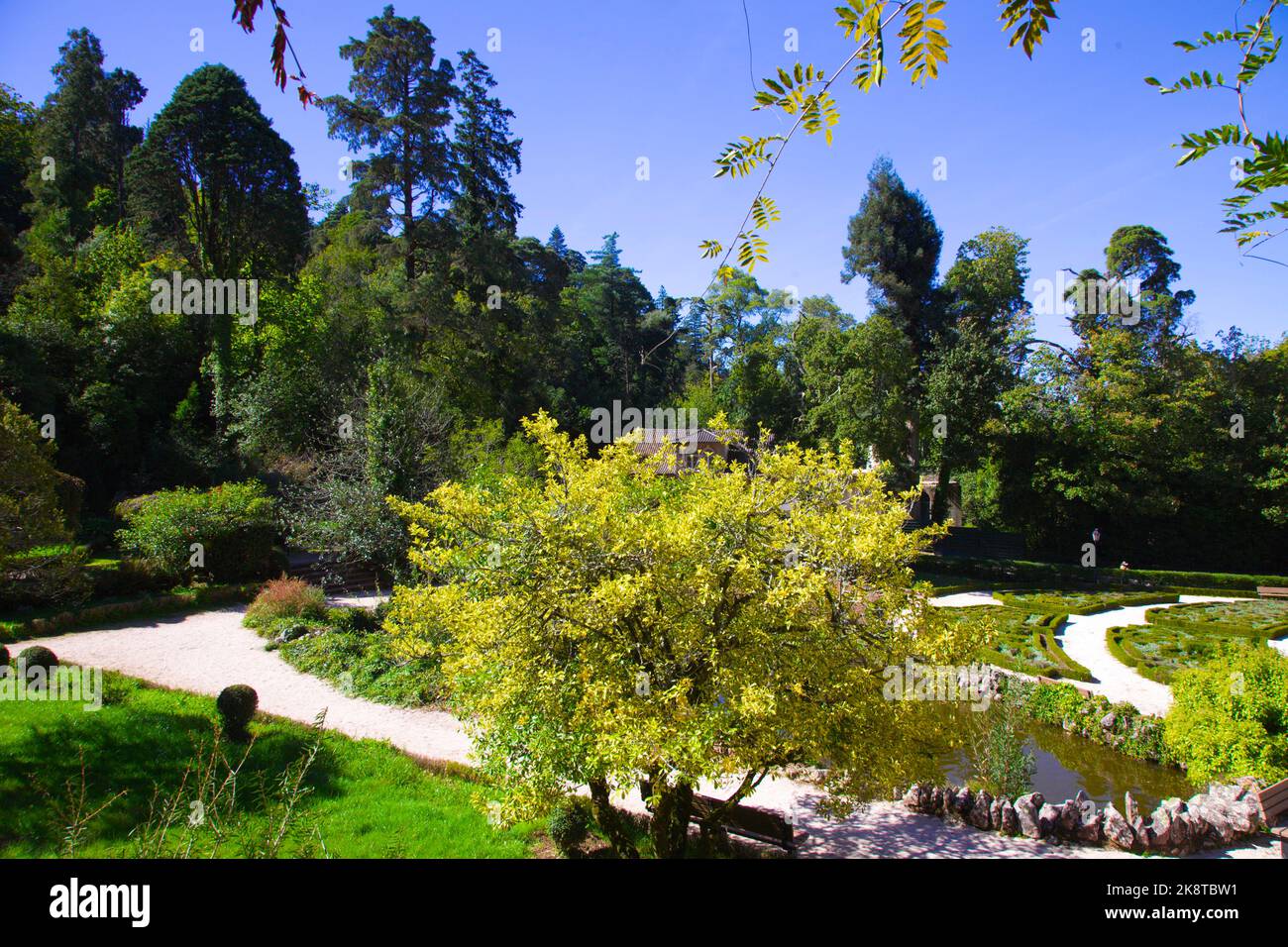 Portugal, Bucaco National Forest, trees Stock Photo - Alamy