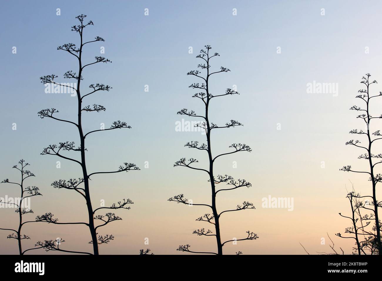 Agave branch silhouette on colorful sunrise sky. Malta island Stock ...