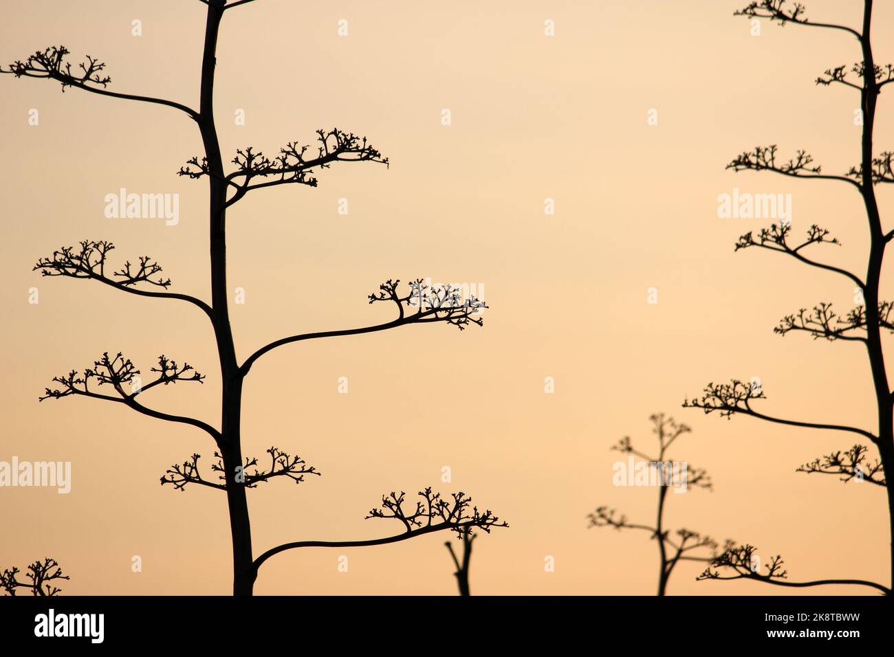Agave branch silhouette on colorful sunrise sky. Malta island Stock ...