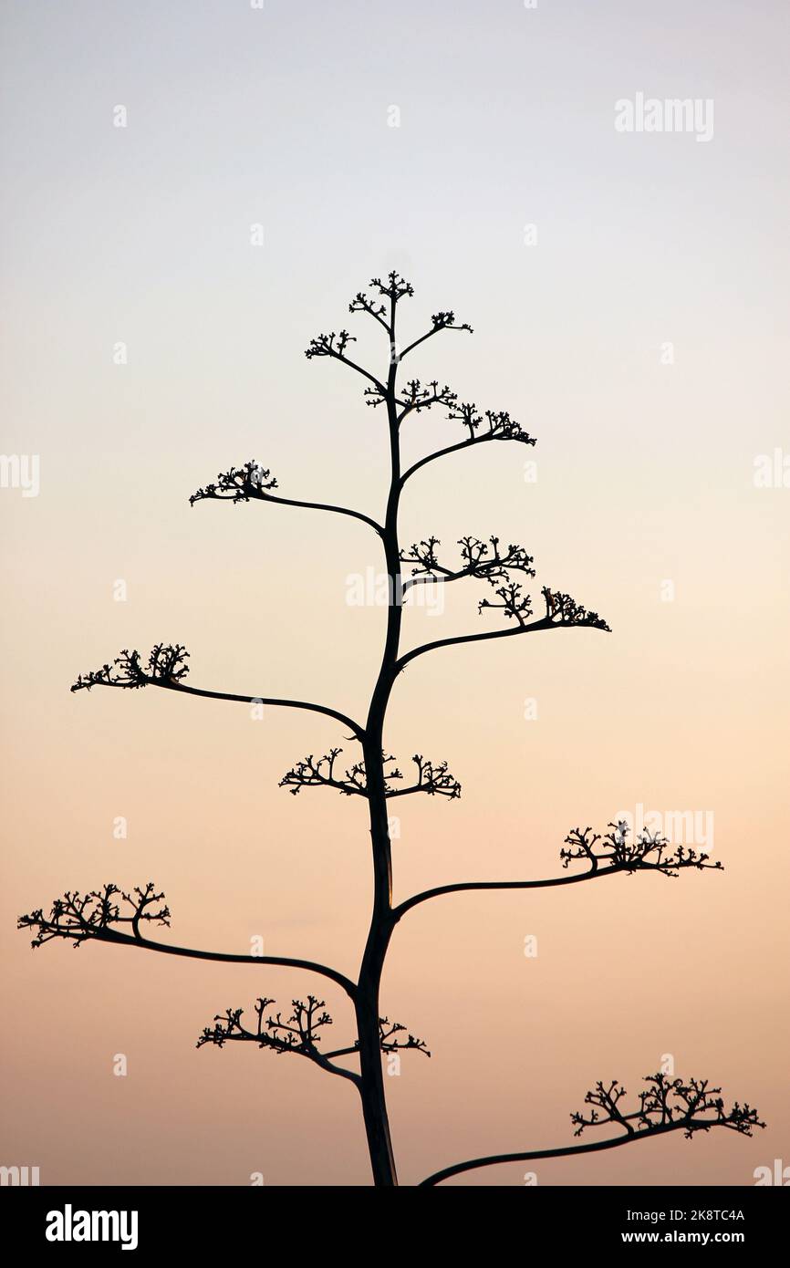 Agave branch silhouette on colorful sunrise sky. Malta island Stock ...