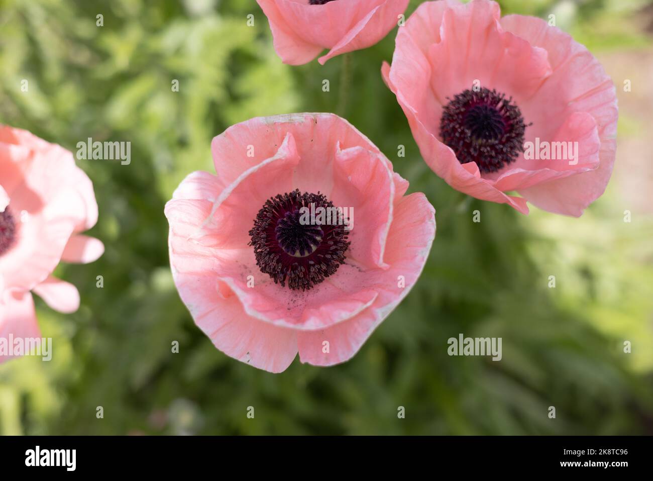 A top view of the beautiful pink Oriental poppy flowers Stock Photo - Alamy