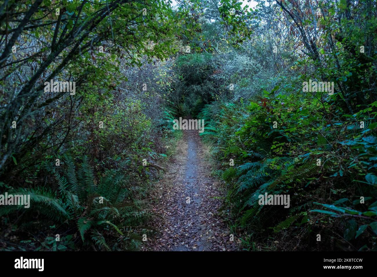 Scenery along Ebey's Trail, Admiralty Inlet Preserve, Whidbey Island ...