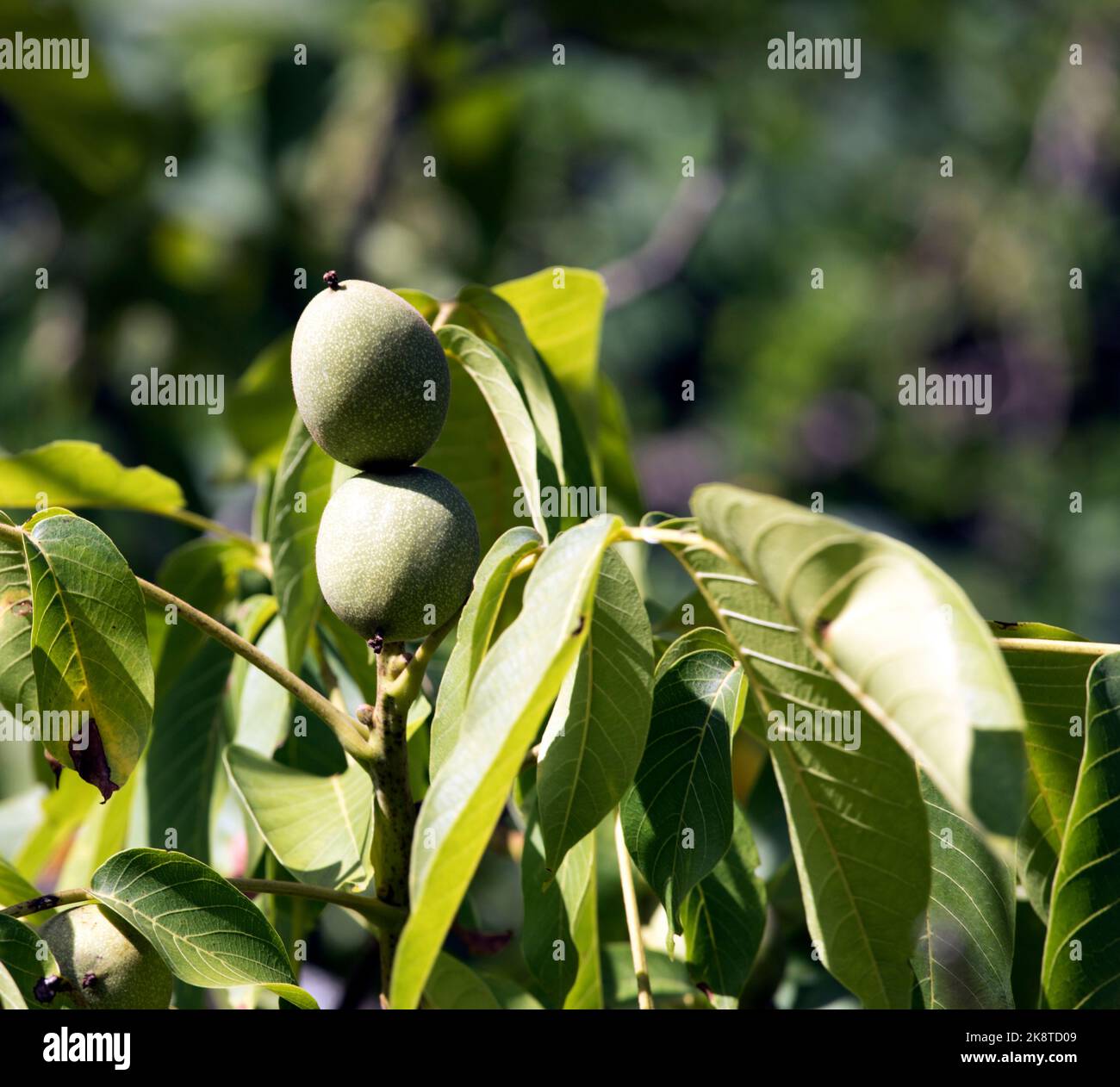 View of two walnuts on tree in Italy Stock Photo - Alamy