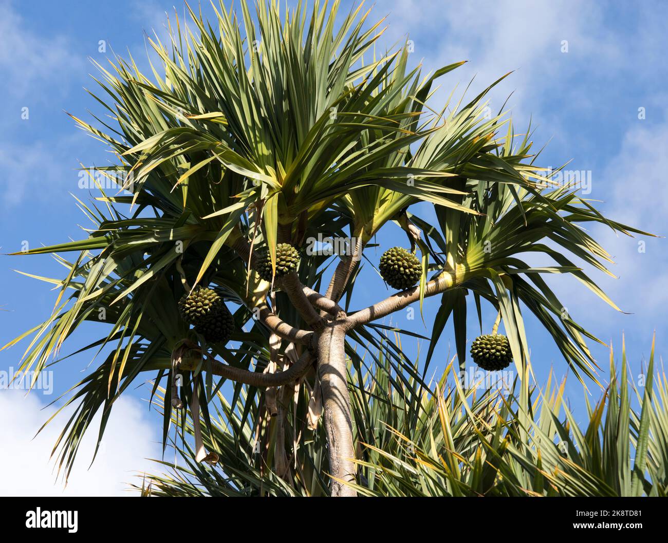 View of a Pandanus plant in La Reunion Stock Photo - Alamy