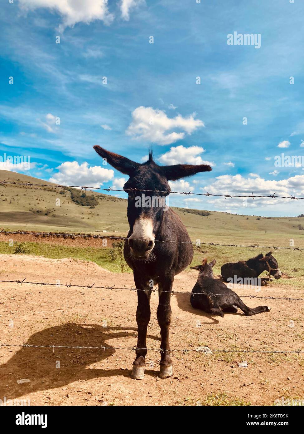 A vertical front closeup of a brown donkey in an open field cloudy sky ...