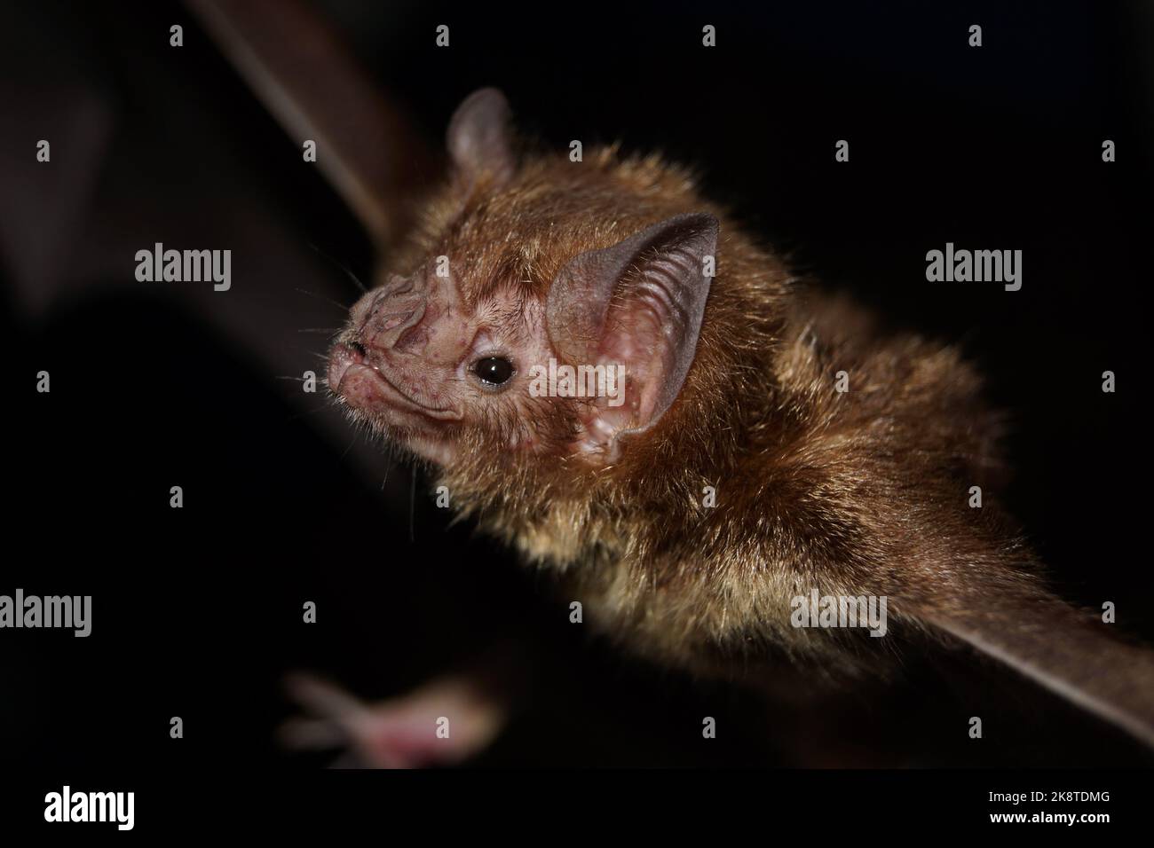 Common vampire hi-res stock photography and images - Alamy