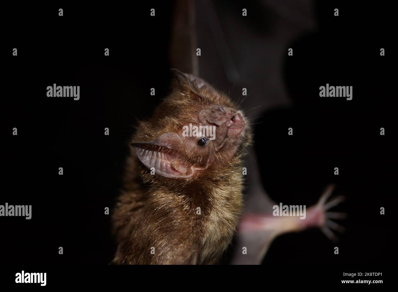 A closeup of a spooky common vampire bat Stock Photo - Alamy