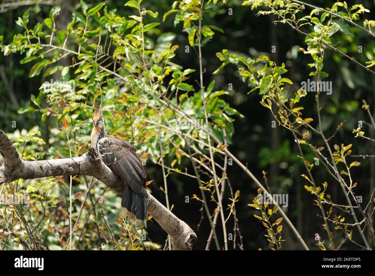 Hoatzin bird beak hi-res stock photography and images - Alamy